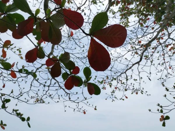 Beautiful Foliage Terminalia Catappa Trees Stock Photo by ...