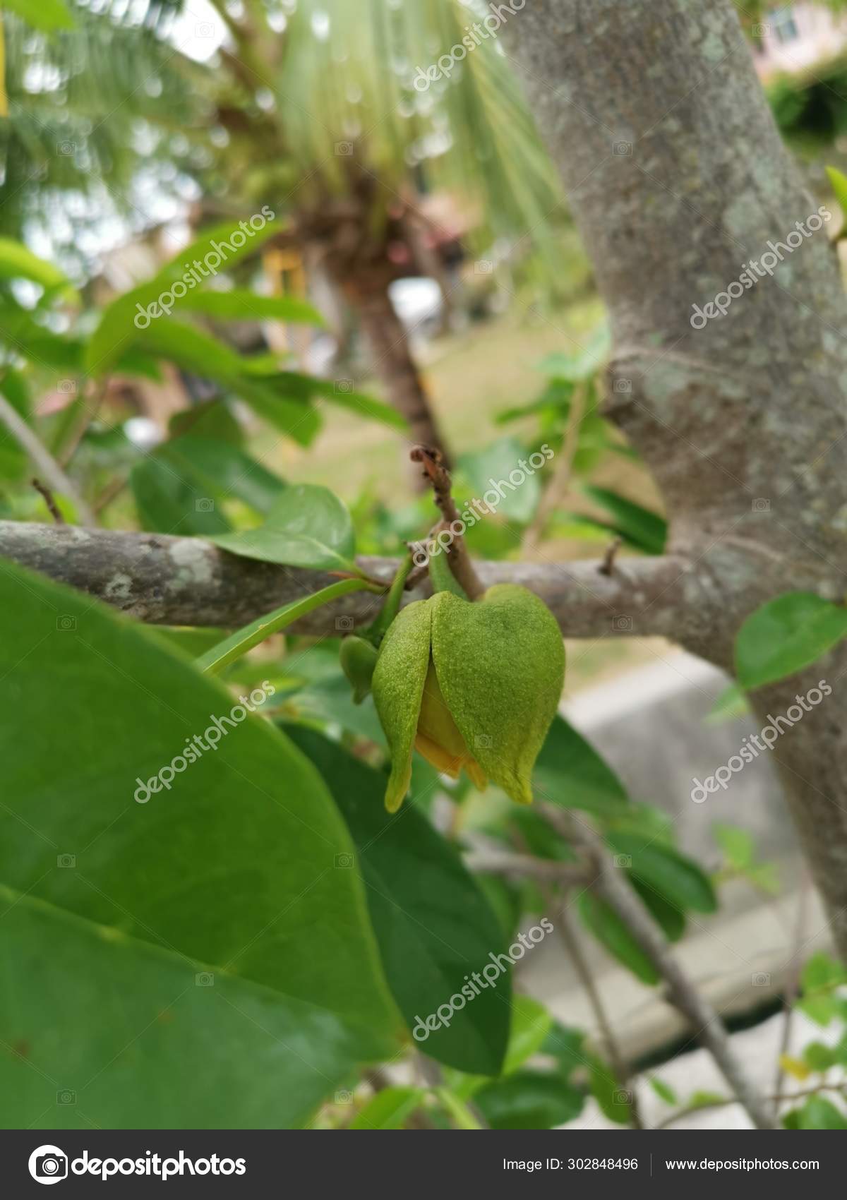 Annona Muricata Bud Growing Branches Stock Photo by ©sweemingyoung ...