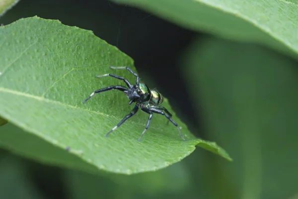 Ottawa spider Stock Photos, Royalty Free Ottawa spider Images ...