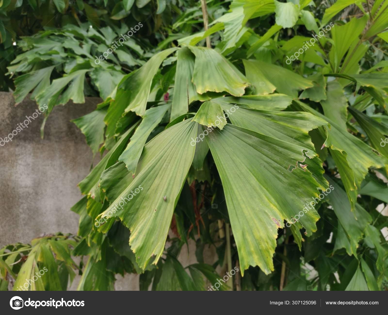Caryota Mitis Lour Tree Growing Jungle Stock Photo by ©sweemingyoung ...