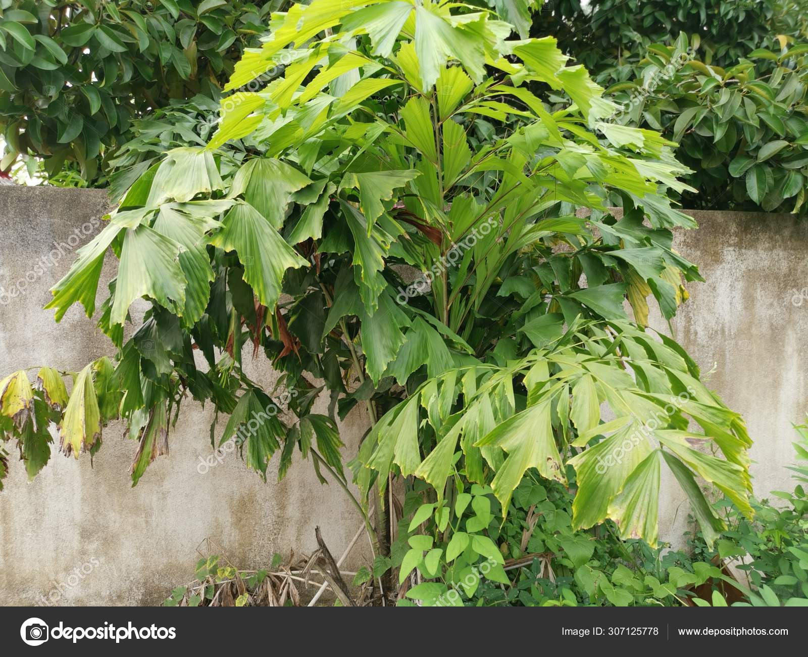 Caryota Mitis Lour Tree Growing Jungle — Stock Photo © sweemingyoung ...