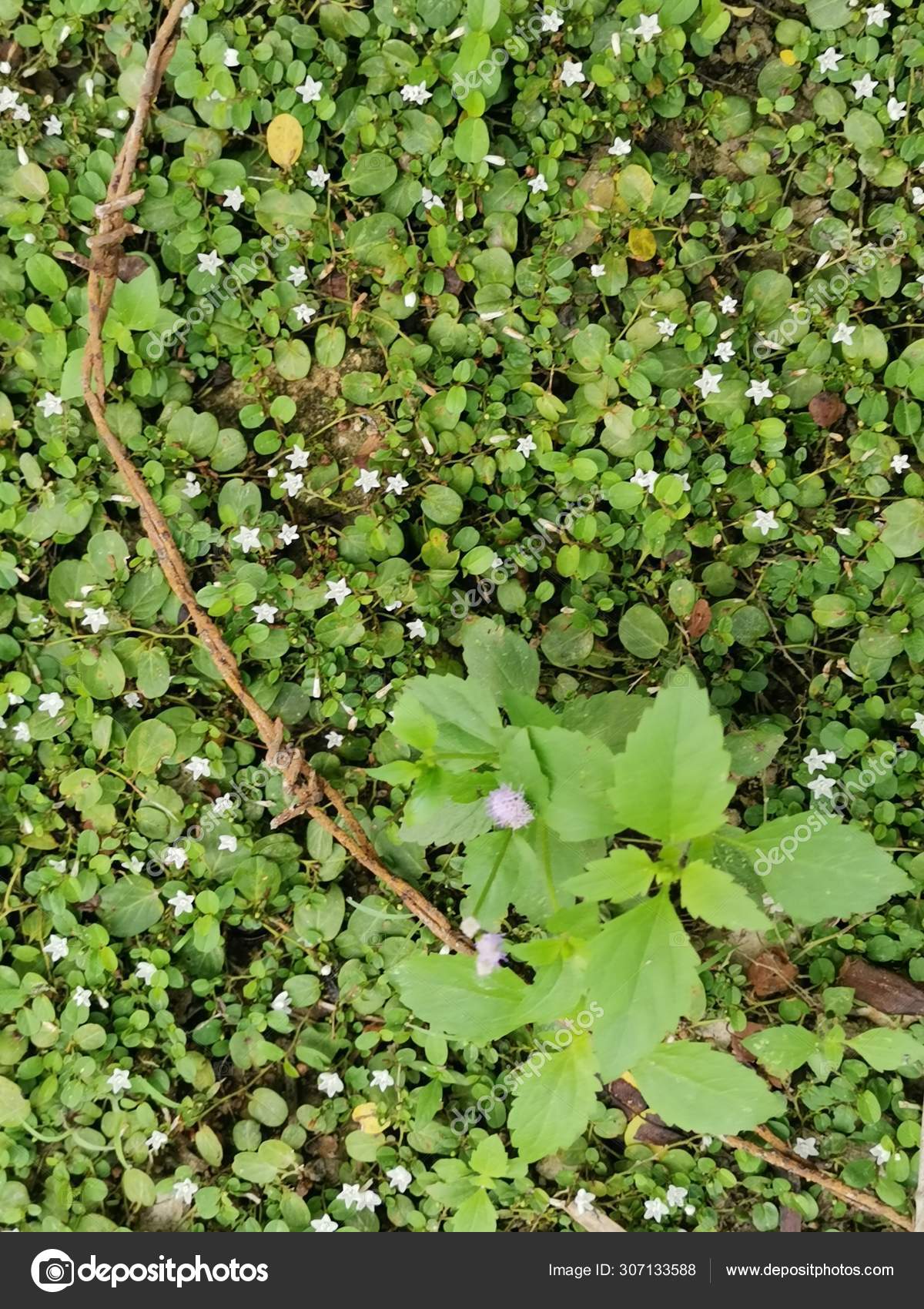 Wild Crawling Mitchella Repens Weeds Stock Photo by ©sweemingyoung ...
