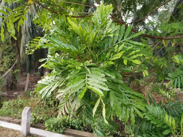 Plantasyon ise Stock Photos, Royalty Free Plantasyon ise Images ...