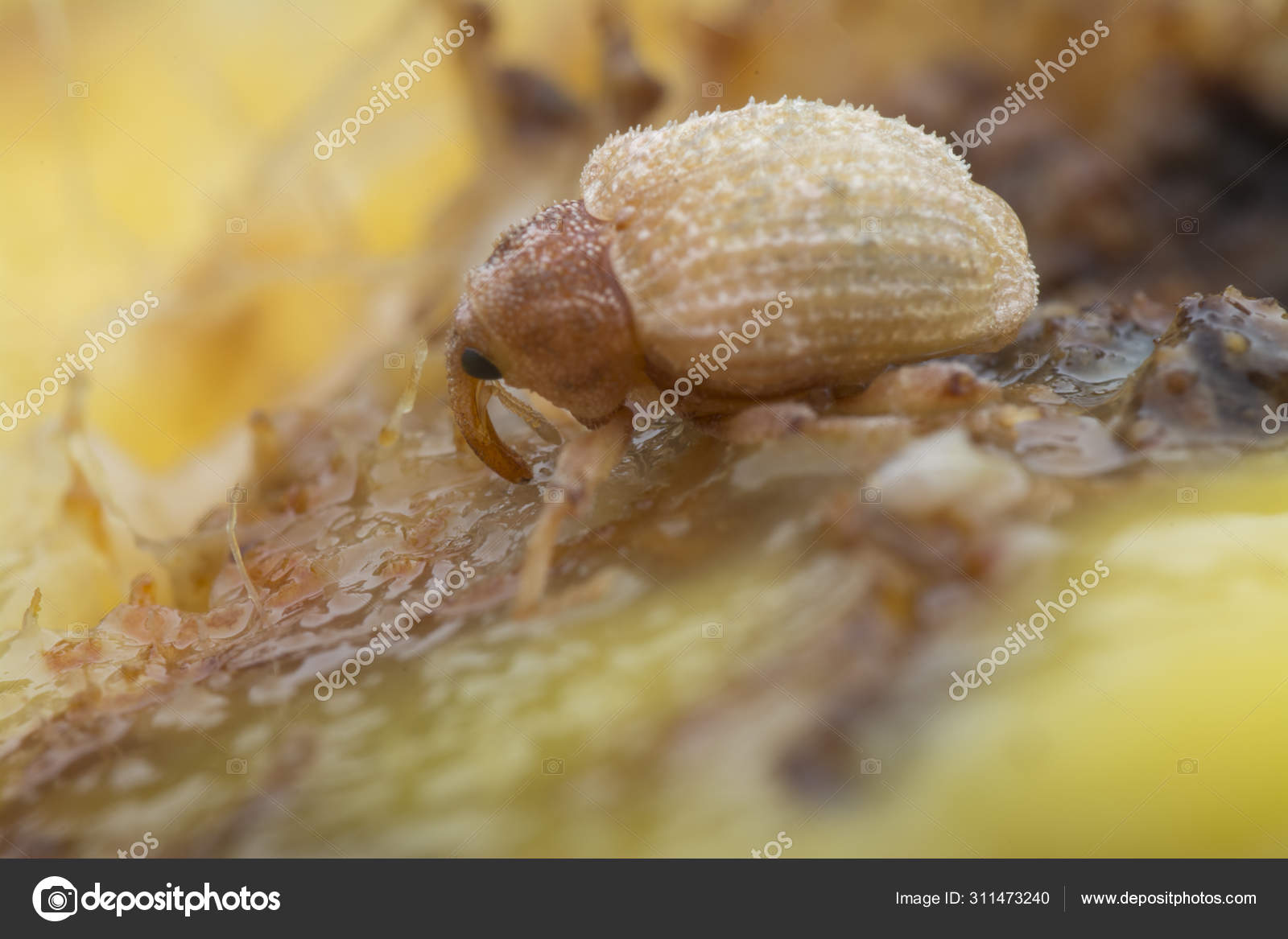 Sternochetus Mangiferae Infesting Ripe Mango Flesh Stock Photo by ...