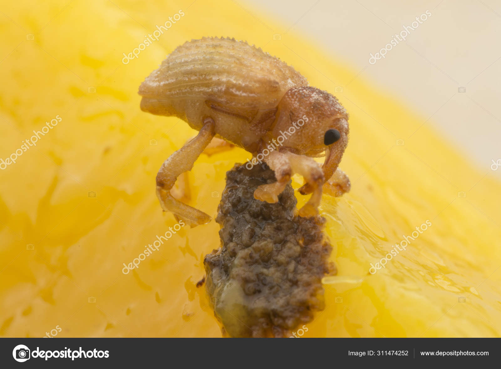 Sternochetus Mangiferae Infesta Carne Madura Mango — Foto de stock ...