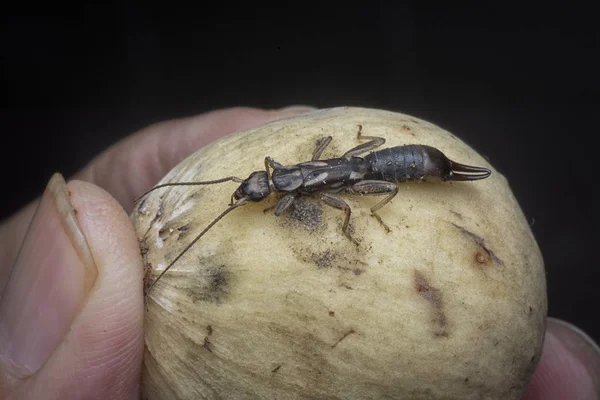 Archidermaptera Stock Photos, Royalty Free Archidermaptera Images ...