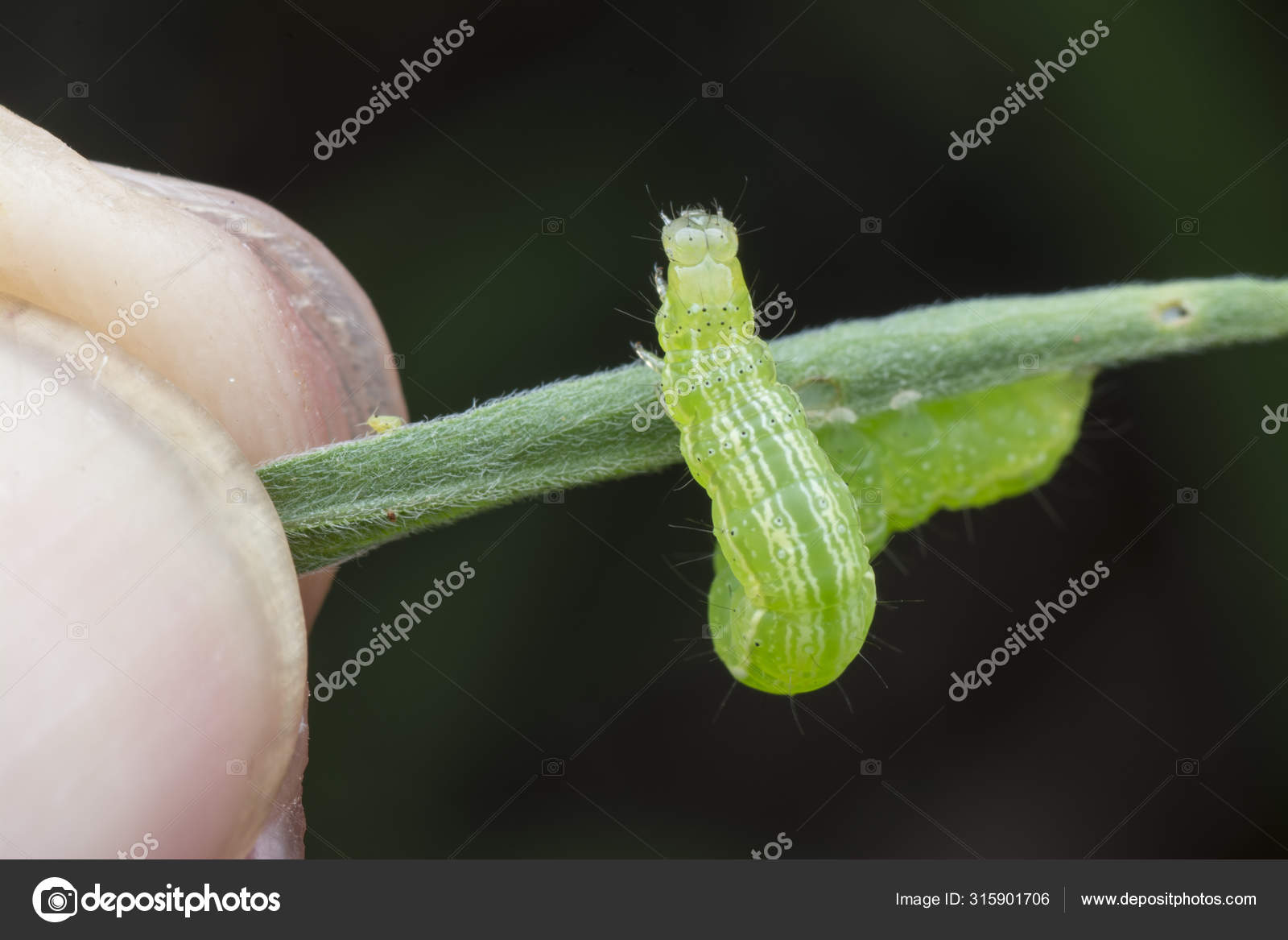 Cabbage Semilooper Thysanoplusia Orichalcea Noctuidae Caterpillar ...