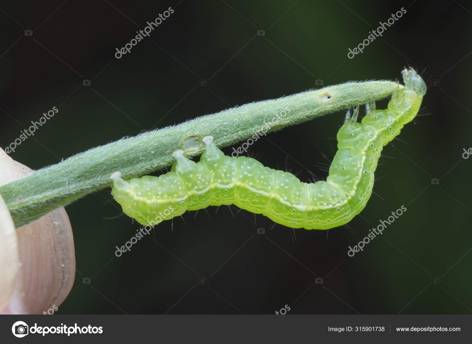Cabbage Semilooper Thysanoplusia Orichalcea Noctuidae Caterpillar Stock ...
