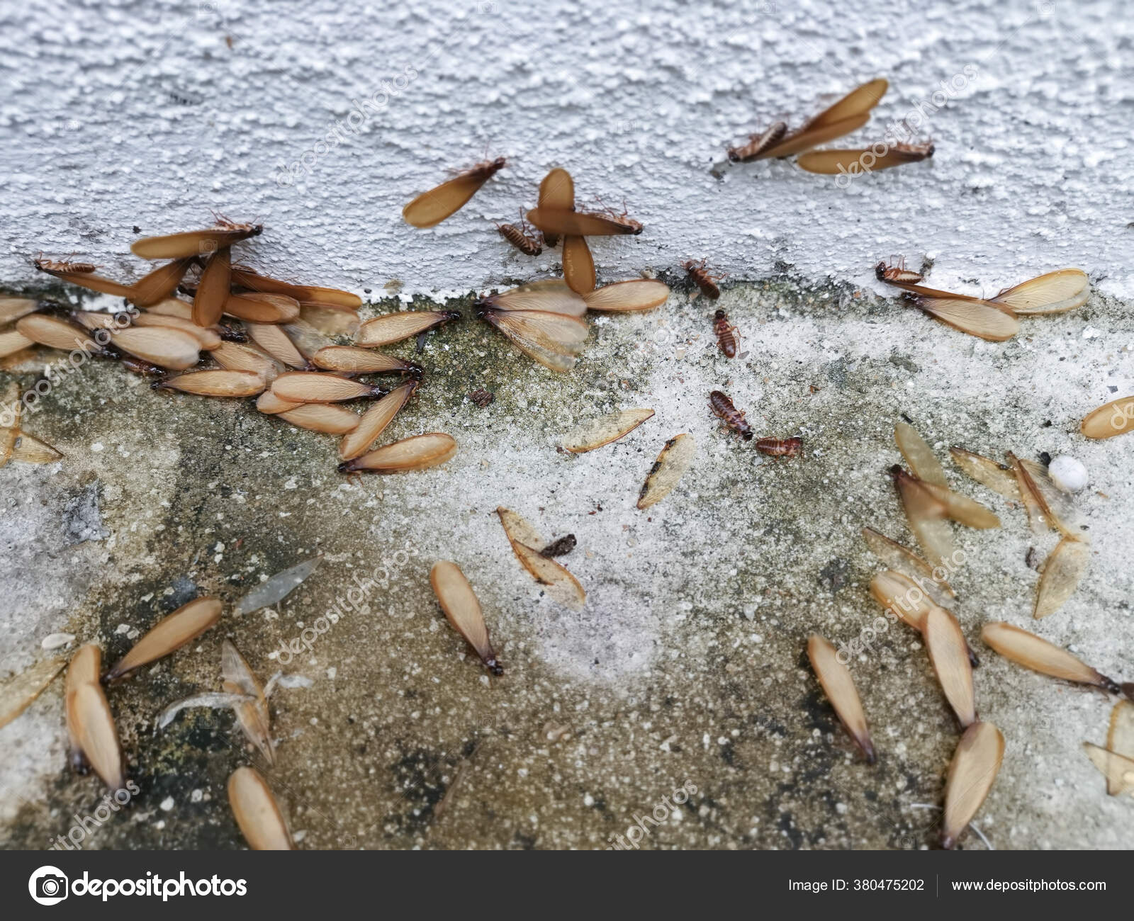 Many Alates Termite Winged Insect Floor Stock Photo by ©sweemingyoung ...