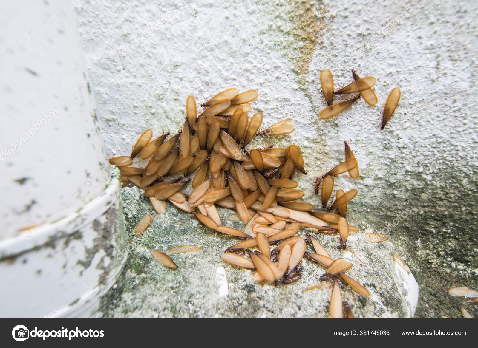 Many Alates Termite Winged Insect Floor — Stock Photo © sweemingyoung ...