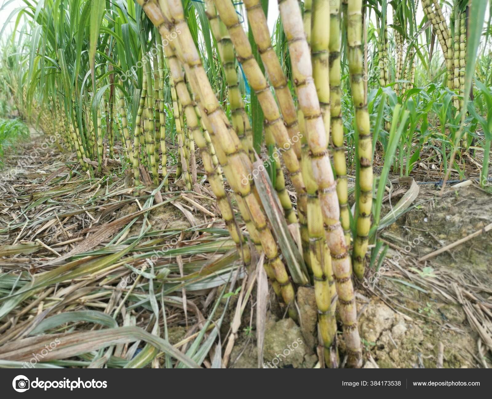 Scene Sugar Cane Growing Farm — Stock Photo © sweemingyoung #384173538