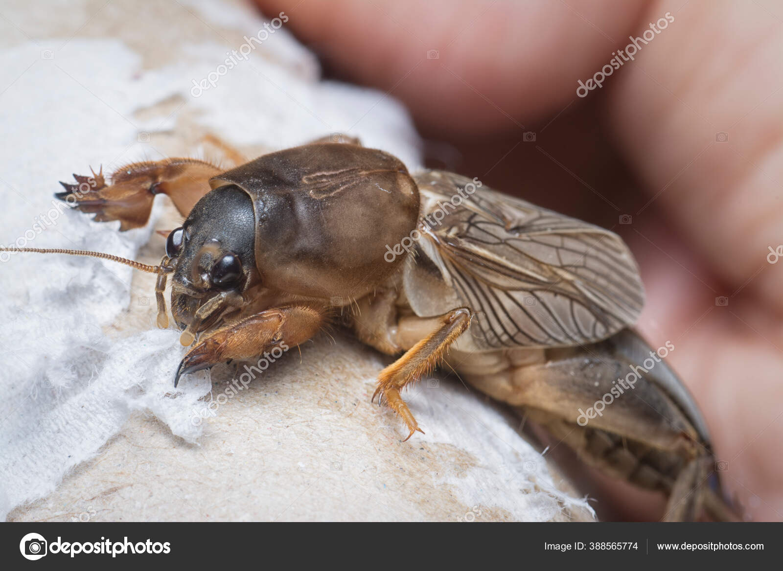 Close Shot Wild Mole Cricket — Stock Photo © sweemingyoung #388565774