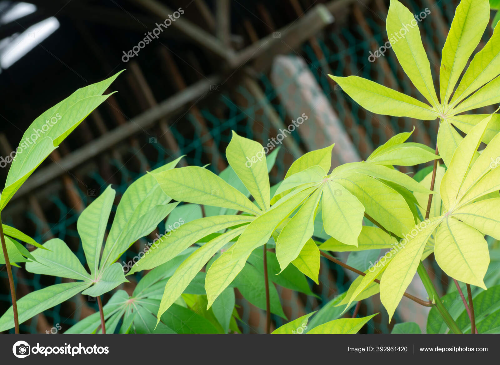 Tapioca Plant Leaves