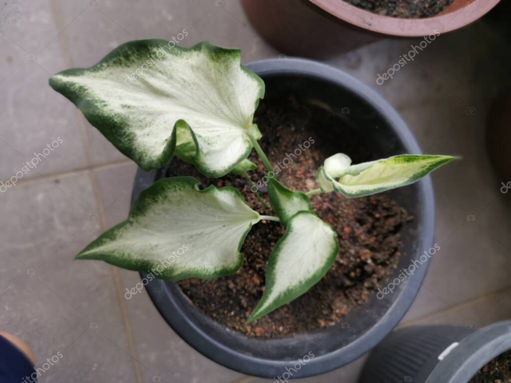 imagen de la planta bicolor de caladio verde y blanco. 2022