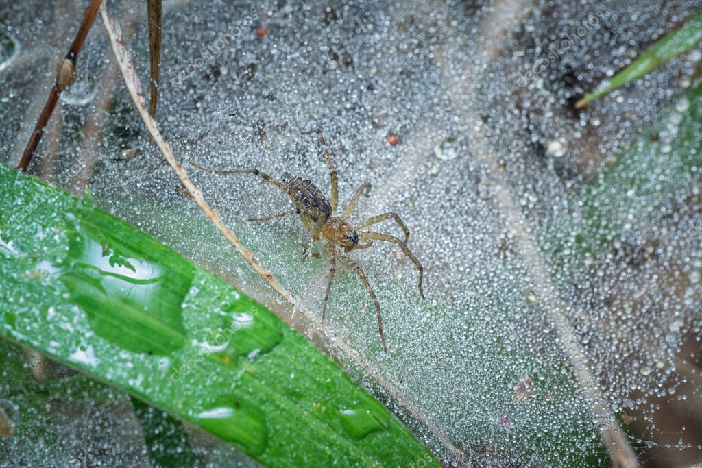 araña de tierra en la tela llena de rocíos de lluvia. 2022