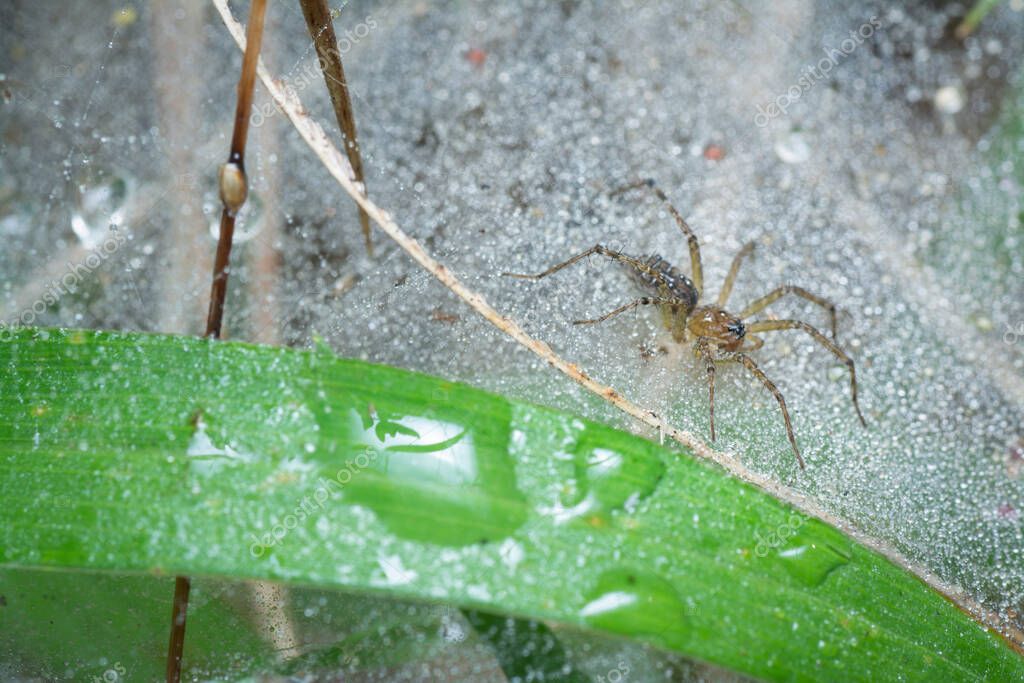 araña de tierra en la tela llena de rocíos de lluvia. 2022