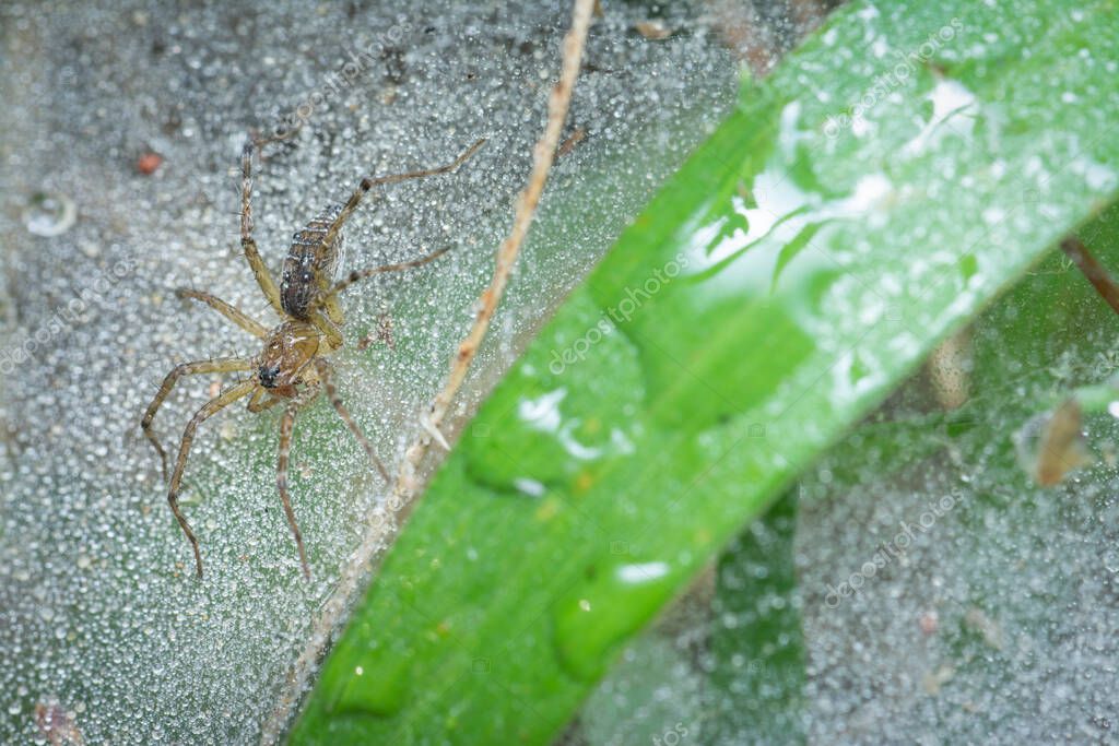 araña de tierra en la tela llena de rocíos de lluvia. 2022