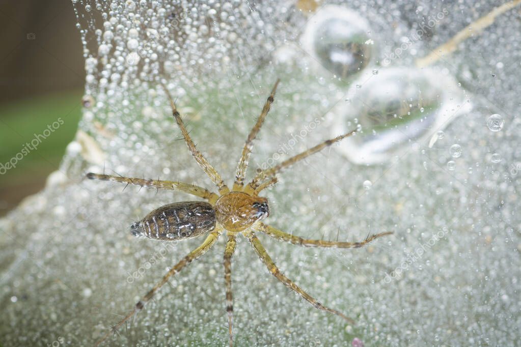 araña de tierra en la tela llena de rocíos de lluvia. 2022
