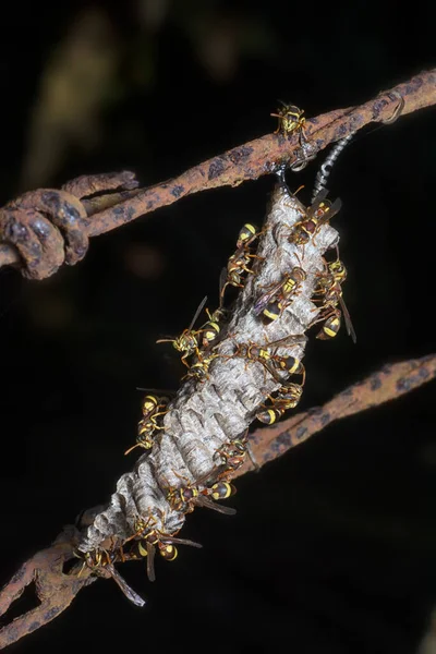 Armored insects Stock Photos, Royalty Free Armored insects Images ...