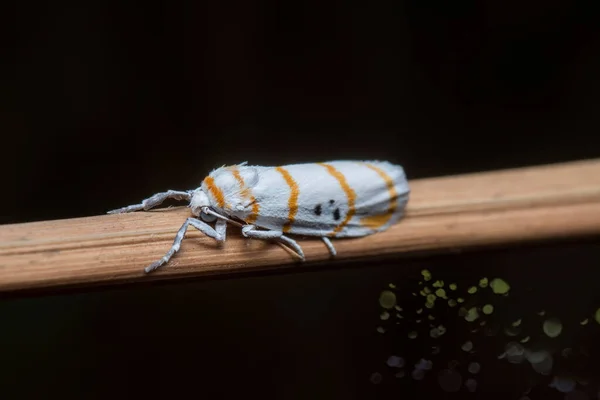 Inseto cone Stock Photos, Royalty Free Inseto cone Images | Depositphotos