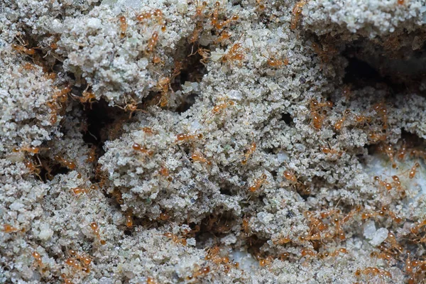 Close Shot Little Red Tropical Fire Ants — Stock Photo © sweemingyoung ...