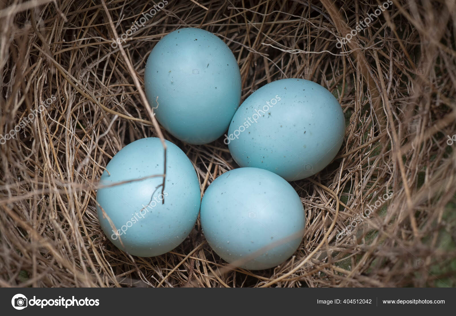 Starling Bird Eggs