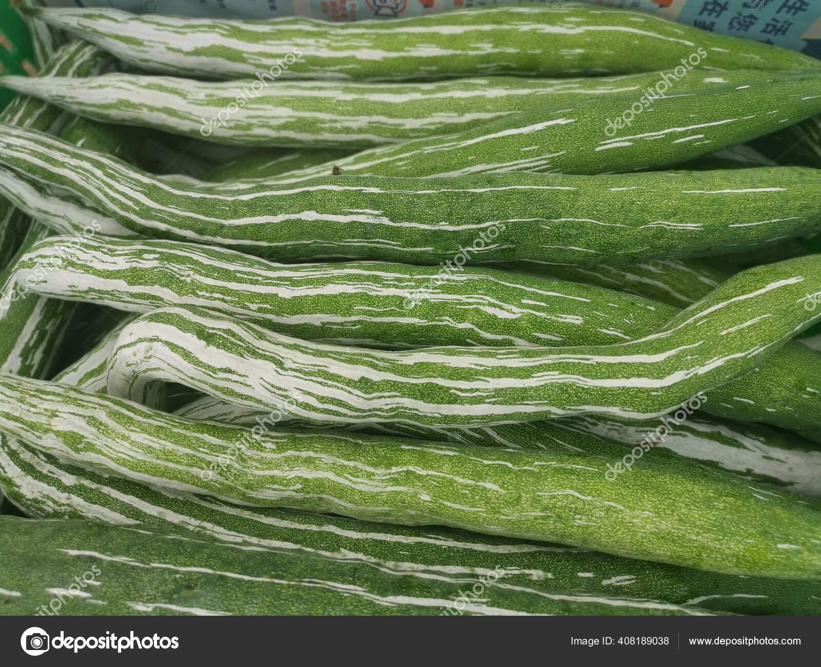 Plante De Courge Serpent
