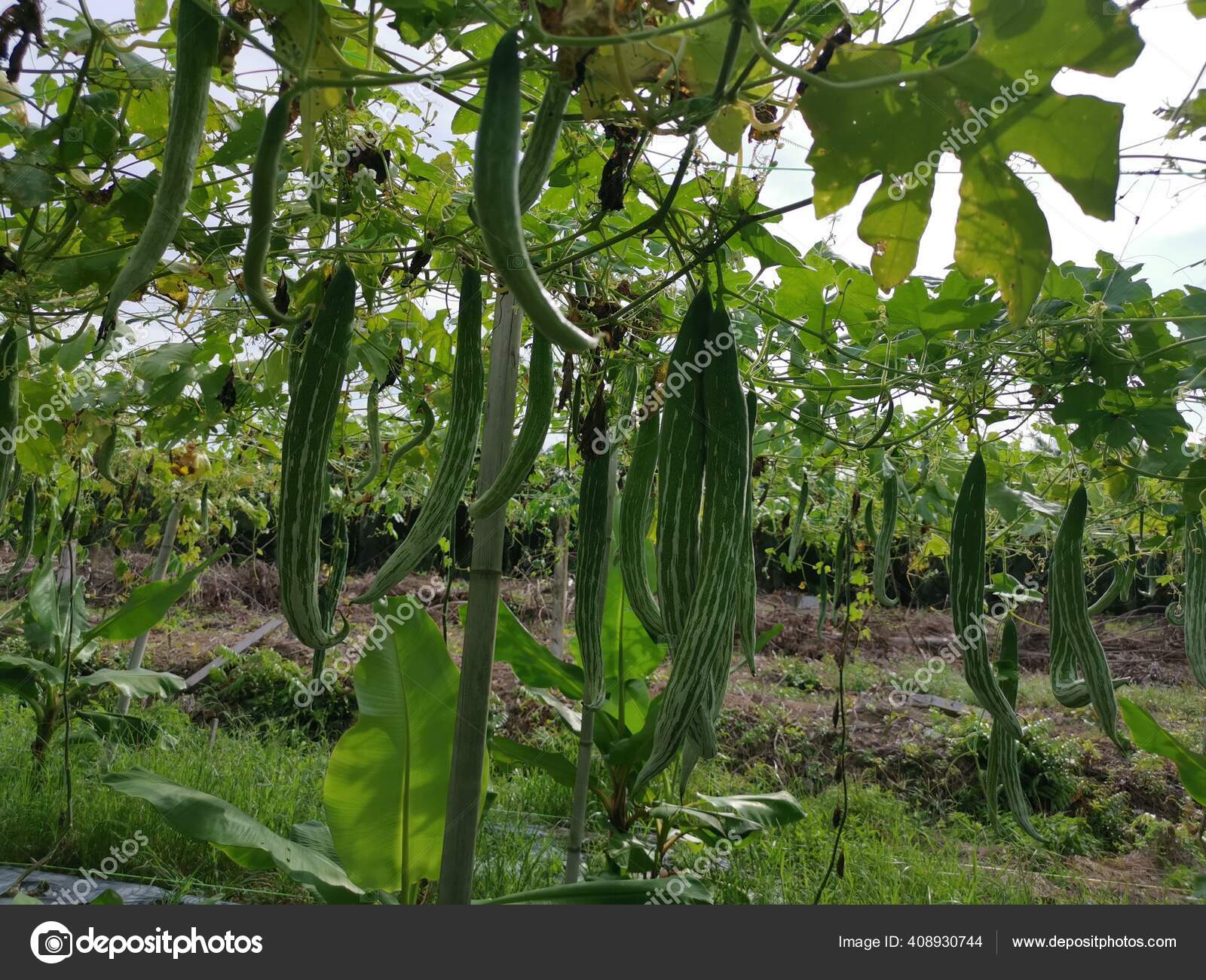 Scene Snake Gourd Vegetable Cultivation Farm Stock Photo by ...
