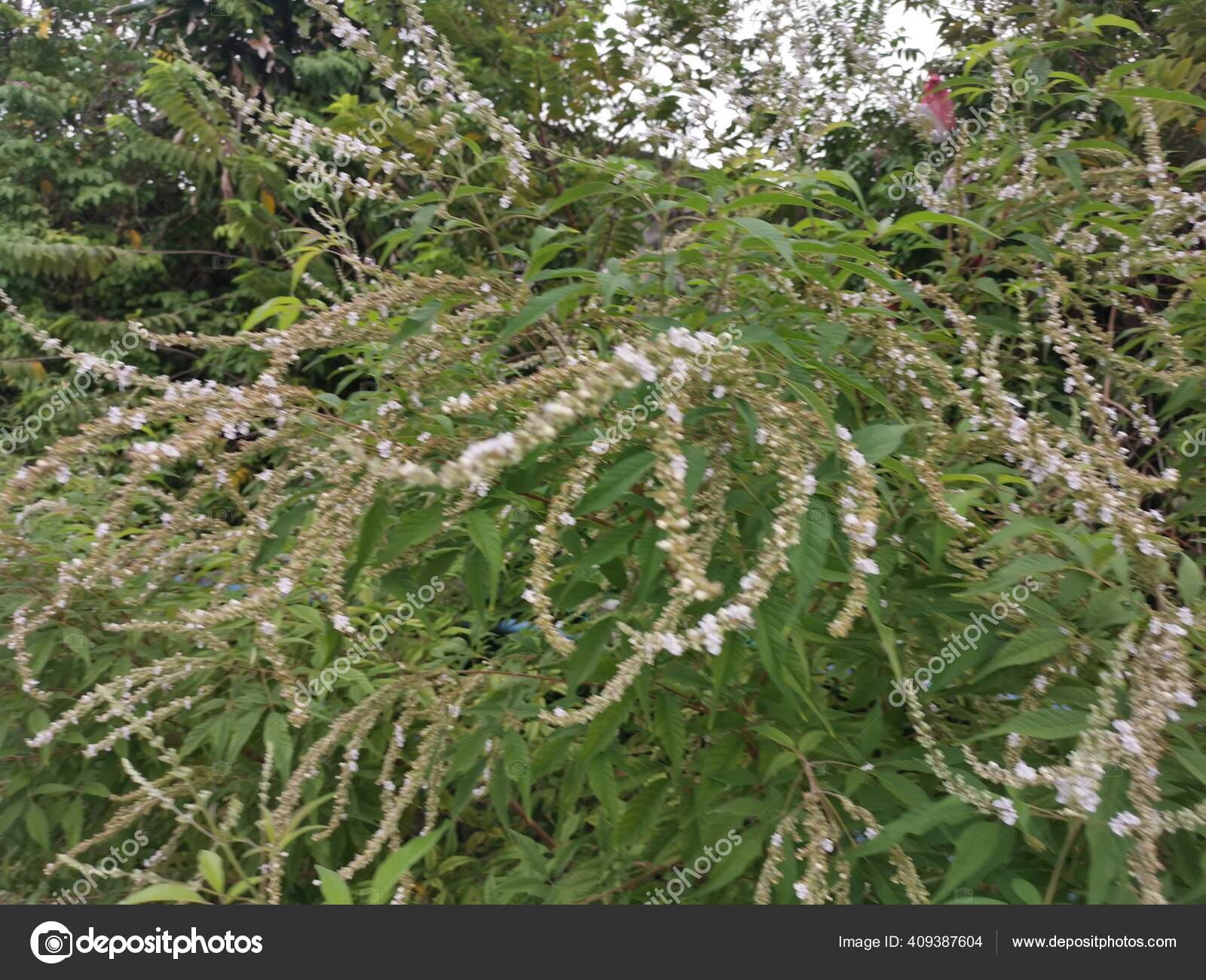 Buddleja Asiatica Tender Deciduous Shrub Plant — Stock Photo ...