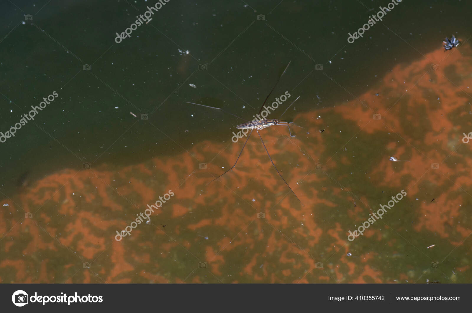 Wate Strider Insect Floating Surface Water Stock Photo by ...