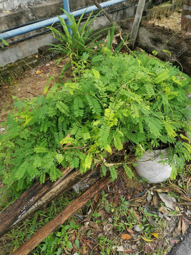 leguminosas verdes pinnadas planta trepadora de hojas 2025