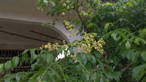 15 Ambra Videos, Royalty-free Stock Ambra Footage | Depositphotos