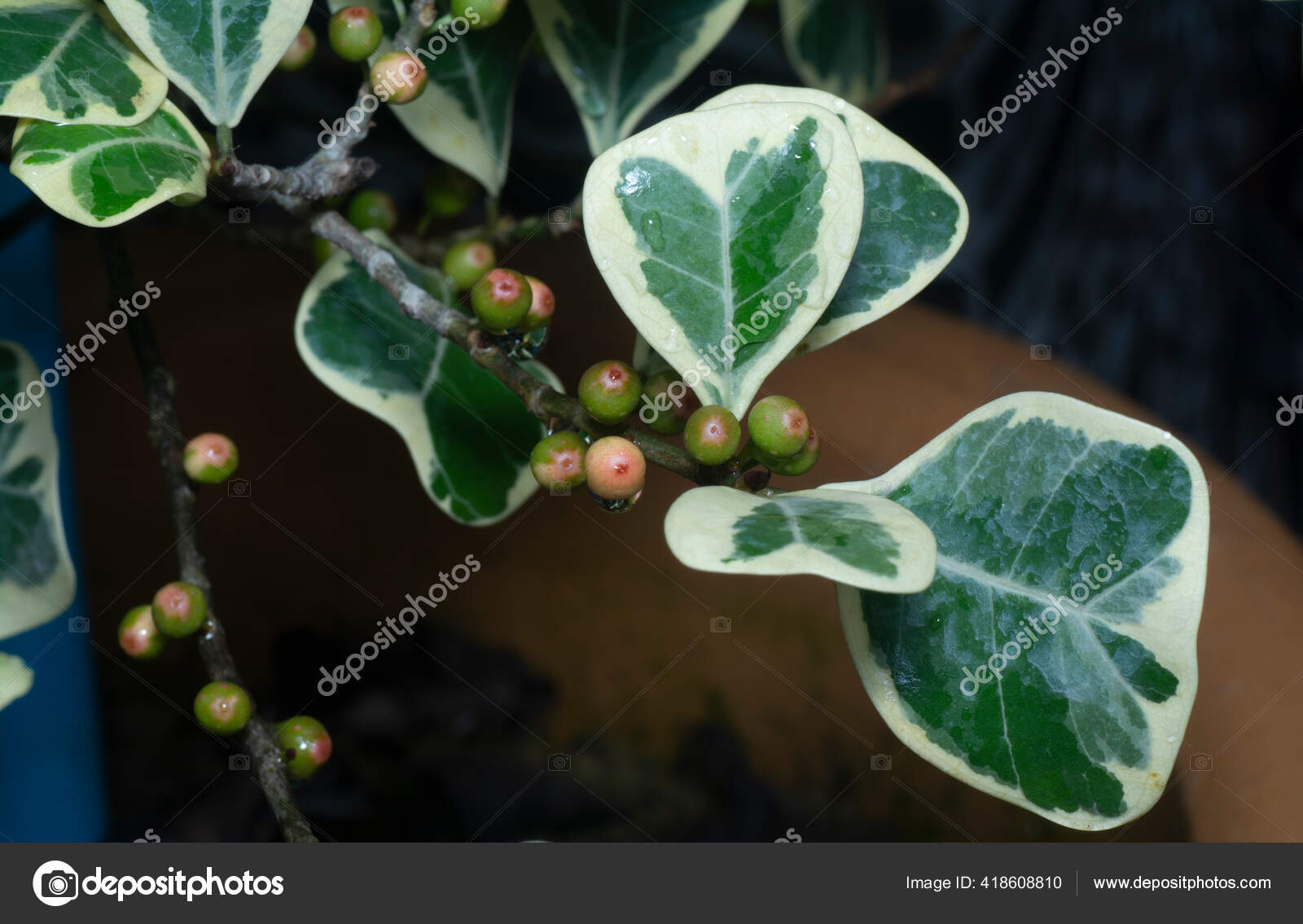 Ficus Triangularis Variegata Leafy Houseplant Stock Photo by ...