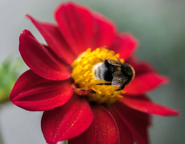Humblee-bee sitting on a single red Dahlia flower in a garden - Stock ...
