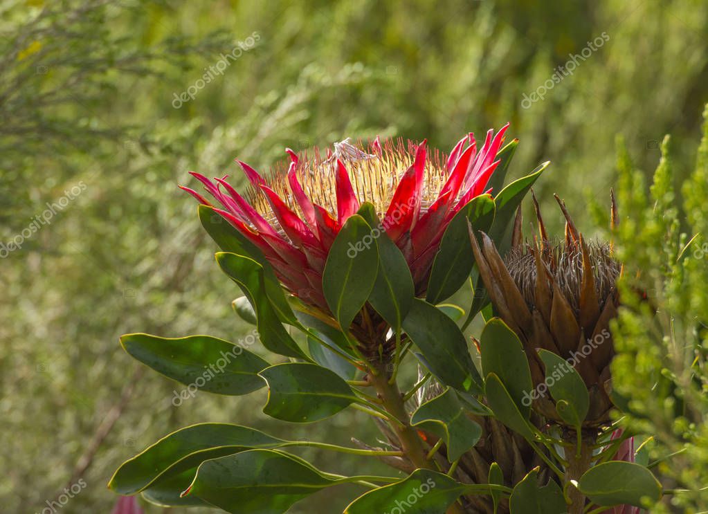 Rey único Protea, (Protea cynaroides) con hojas verdes, sobre fondo ...