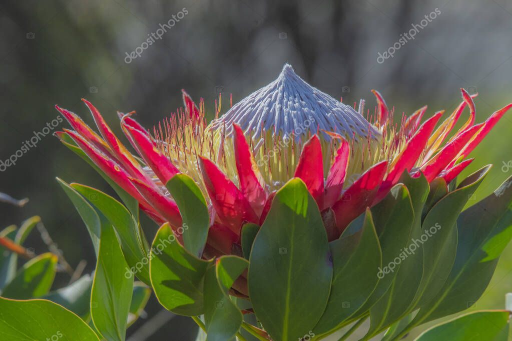 Primer plano de la floración de la protea del Rey Único, Protea ...