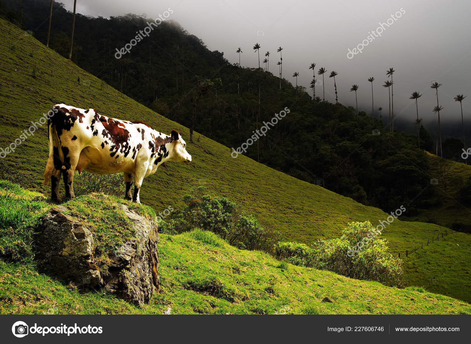 Cows Cocora Valley Cordiliera Central Salento Colombia South America ...