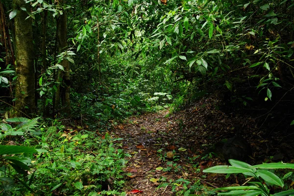 Jungle path Images - Search Images on Everypixel