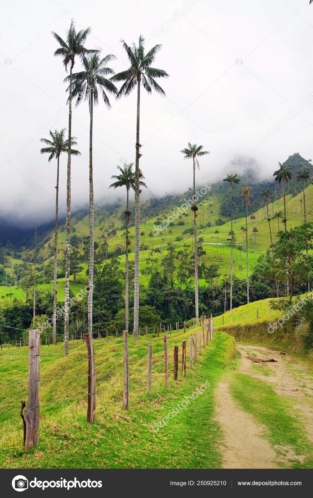 Misty Alpine Landscape Cocora Valley Salento Colombia South America ...