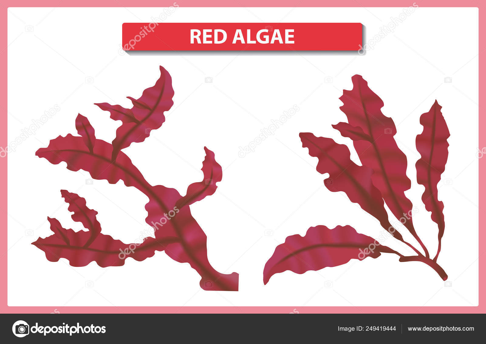 Underwater red algae on white background. Seaweed elements vector ...