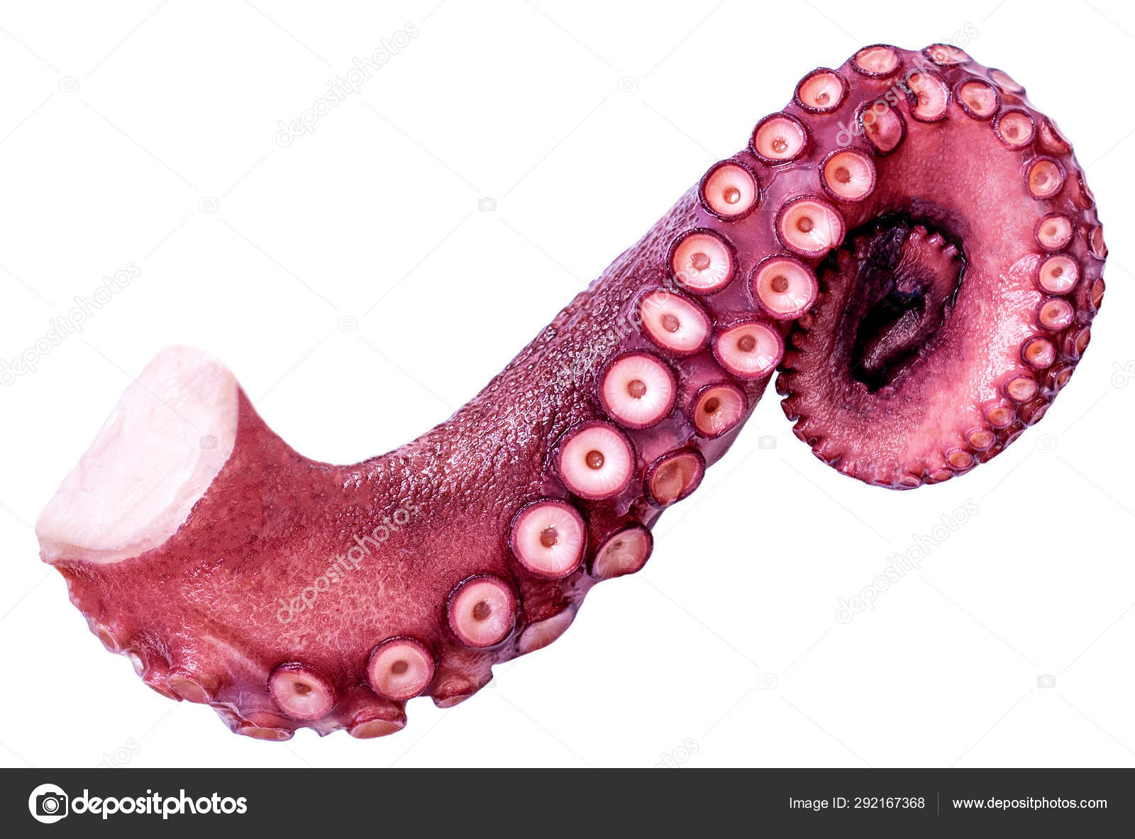 Isolated Octopus. Tentacles of octopus ion white background. Sea ...