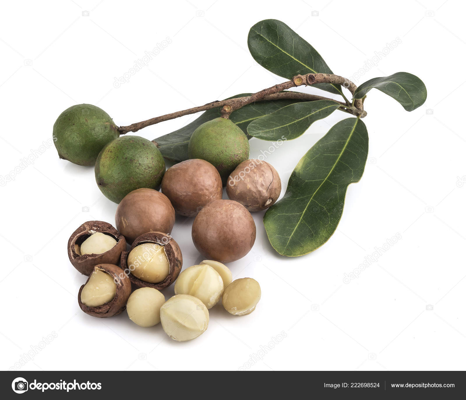 Macadamia Nuts Isolated White Background Stock Photo by ©aedkaDPS 222698524