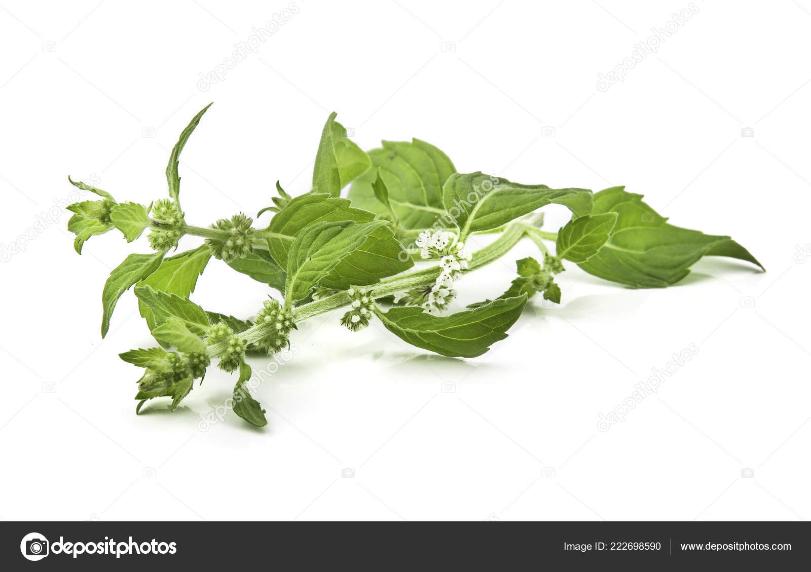 Mentha Canadensis Japanese Mint Corn Mint Field Mint Flowers Leaves ...