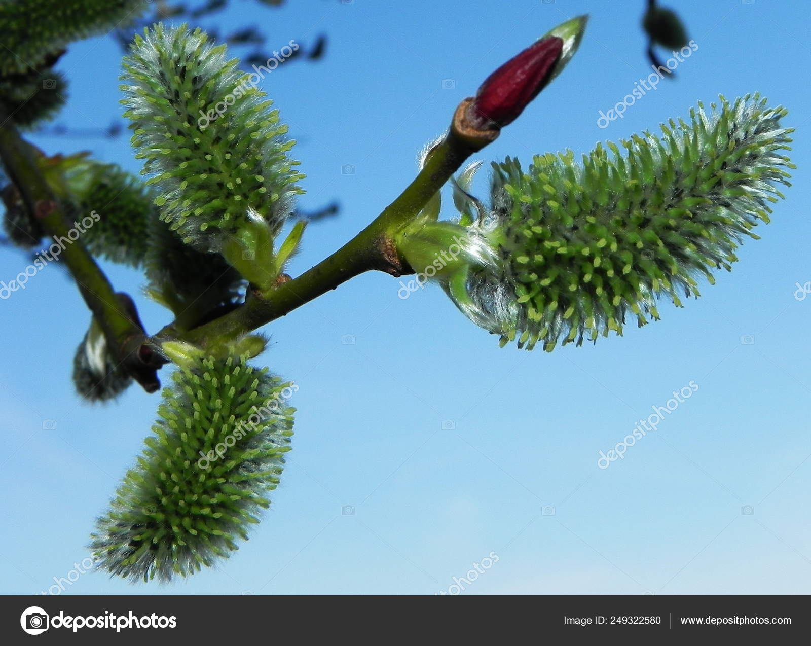 Beautiful Willow Tree Warm Night Rain Water Droplets Glow Reflection ...