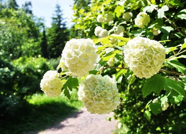 Botanical garden of Peter the Great the city of St. Petersburg. In this ...