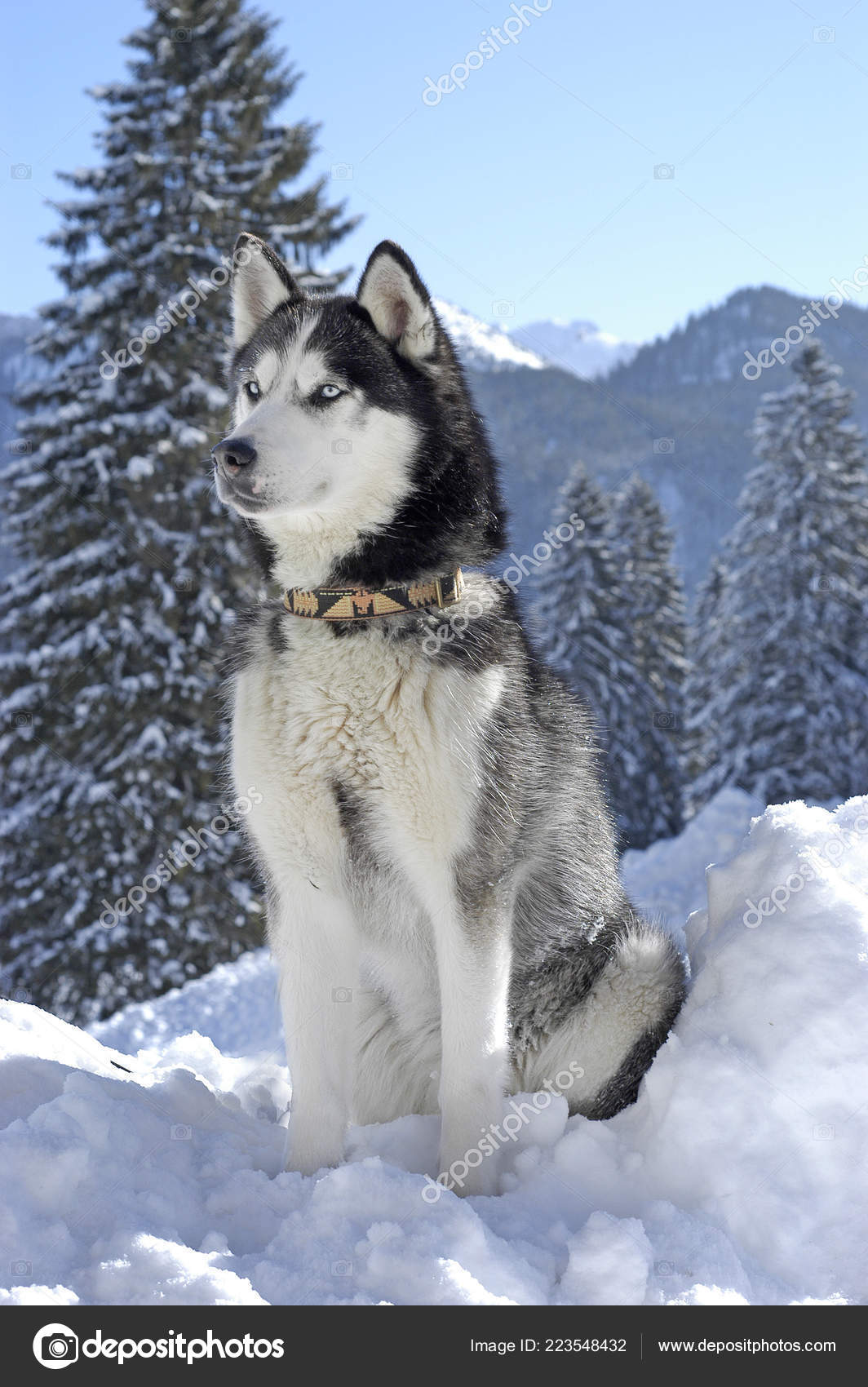 Husky In Snow