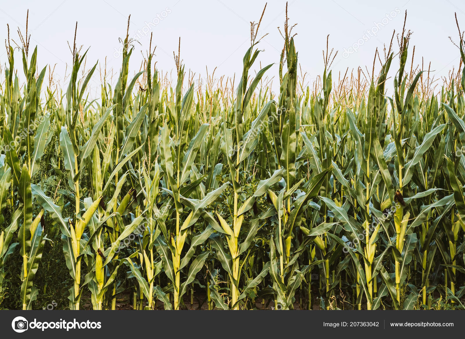 Green Corn Plant Corn Field Stock Photo by ©linux1987 207363042