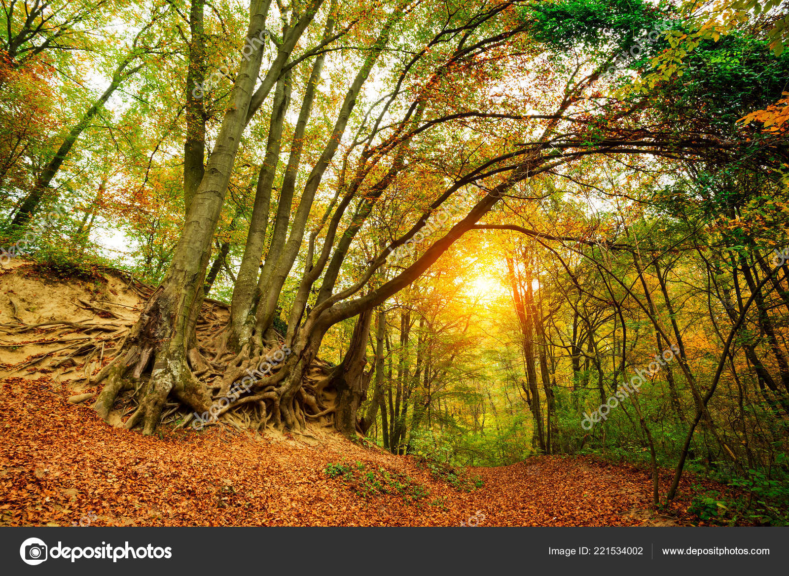 Big Old Tree Roots Int Autumn Forest — Stock Photo © linux1987 #221534002