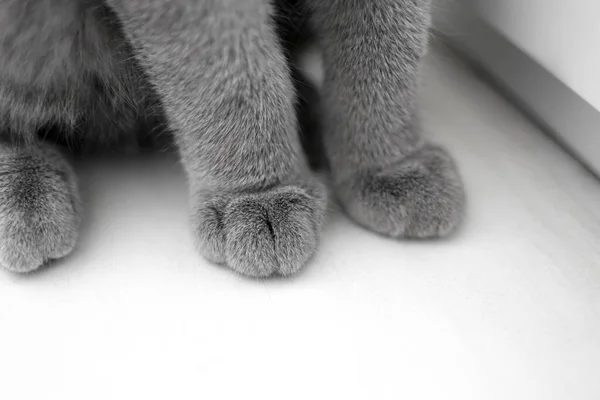 Черный лапы Stock Photos, Royalty Free Черный лапы Images | Depositphotos