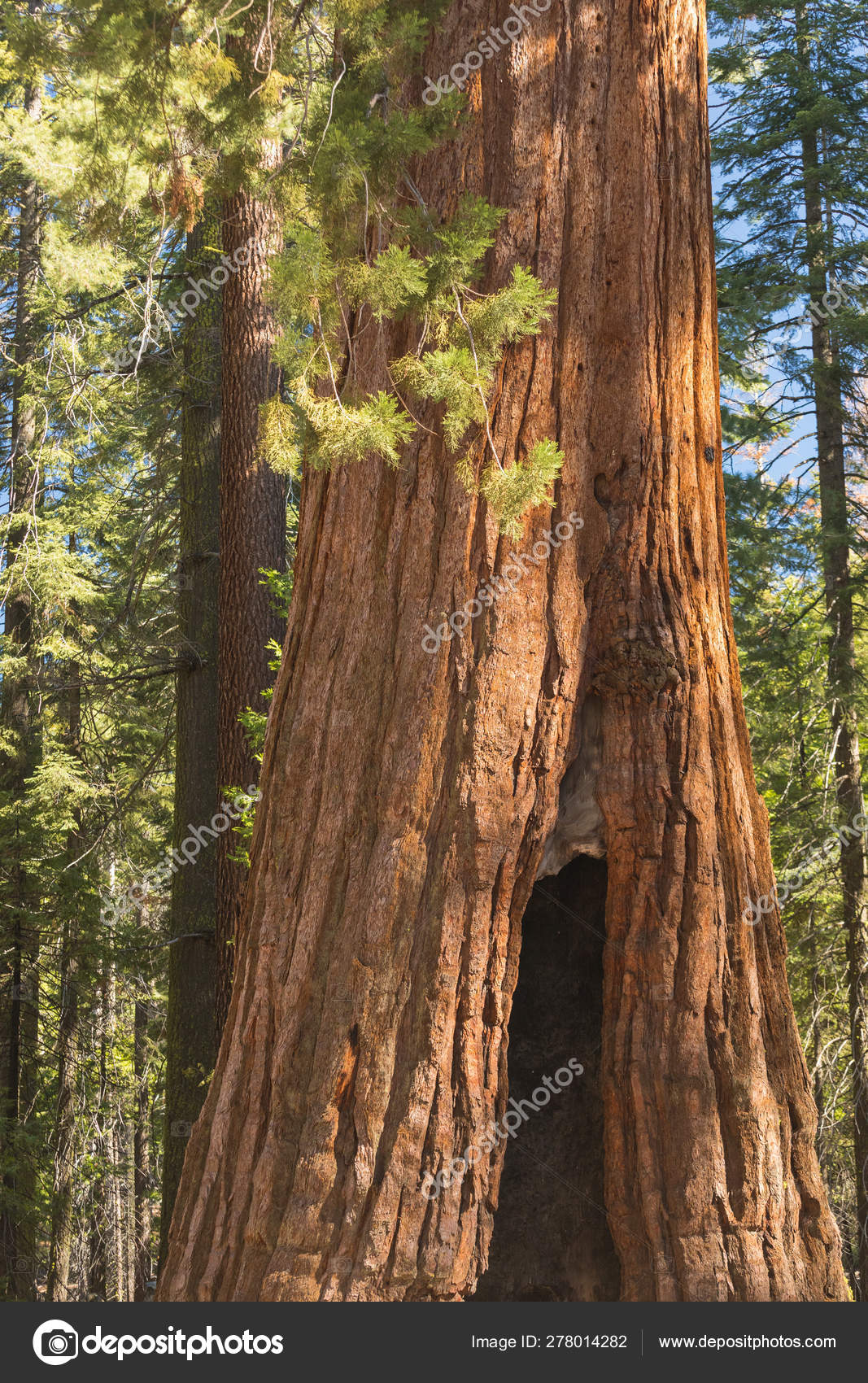 Giant Sequoias Forest Sequoia National Park California Sierra Nevada ...